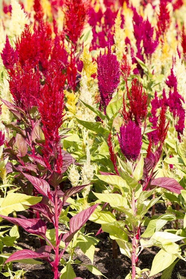 Red Cockscomb Flower in Garden Stock Photo - Image of texture, beauty ...