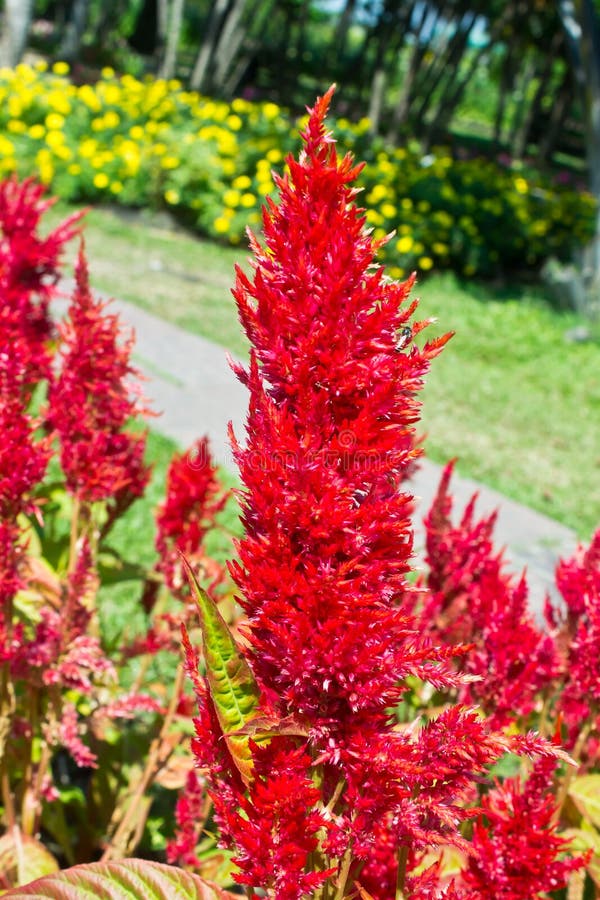 Red Cockscomb Flower stock photo. Image of blossom, floral - 58933764