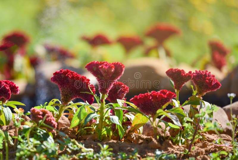 Red cockscomb flower stock image. Image of gift, pink - 86637741