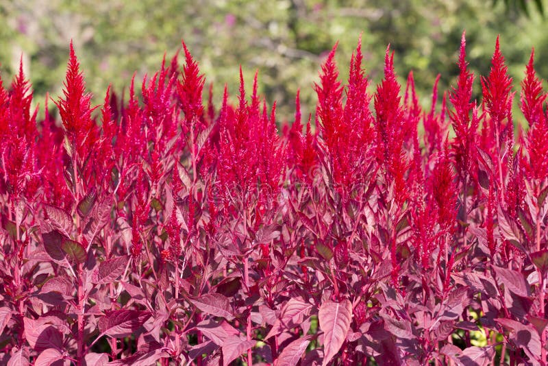Red Cockscomb Flower in Garden Stock Photo - Image of texture, beauty ...