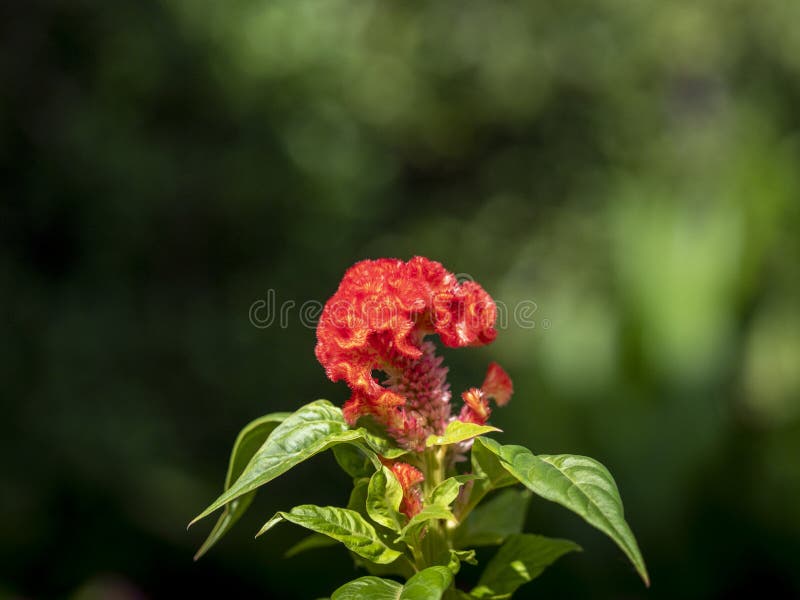 Red cockscomb flower stock photo. Image of amaranthaceae - 220894562