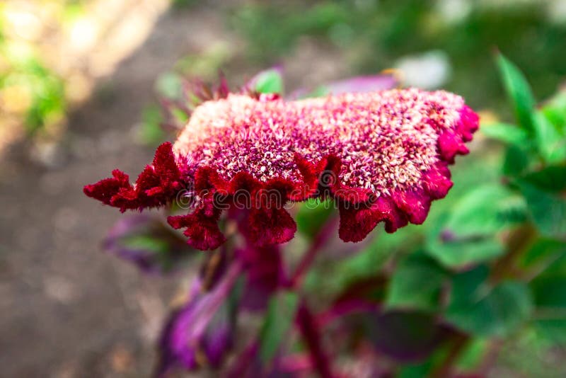 Red Colourful Celosia Flower Stock Image - Image of flower, botanic ...