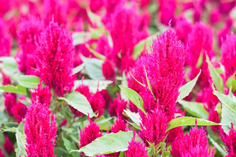 Red Cockscomb Flowers in the Garden Stock Image - Image of petals ...