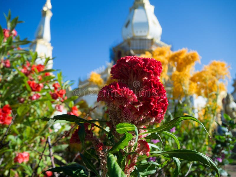 Cockscomb flowers stock photo. Image of botany, celosia - 47570922