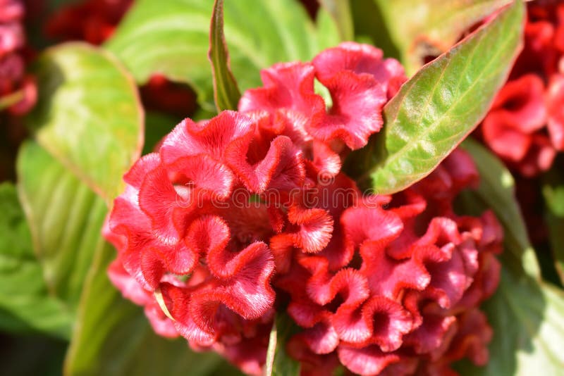 Red cockscomb stock photo. Image of flower, garden, summer - 141554250