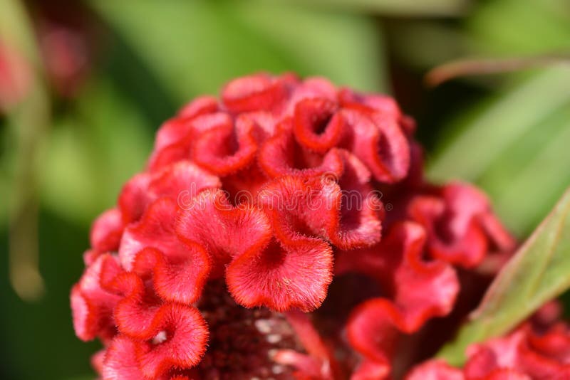 Red Cockscomb stock photo. Image of botany, blooming - 45202708