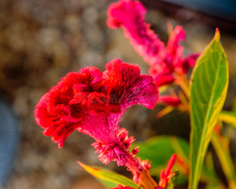 Red Cockscomb Micro Stock Photos - Free & Royalty-Free Stock Photos ...