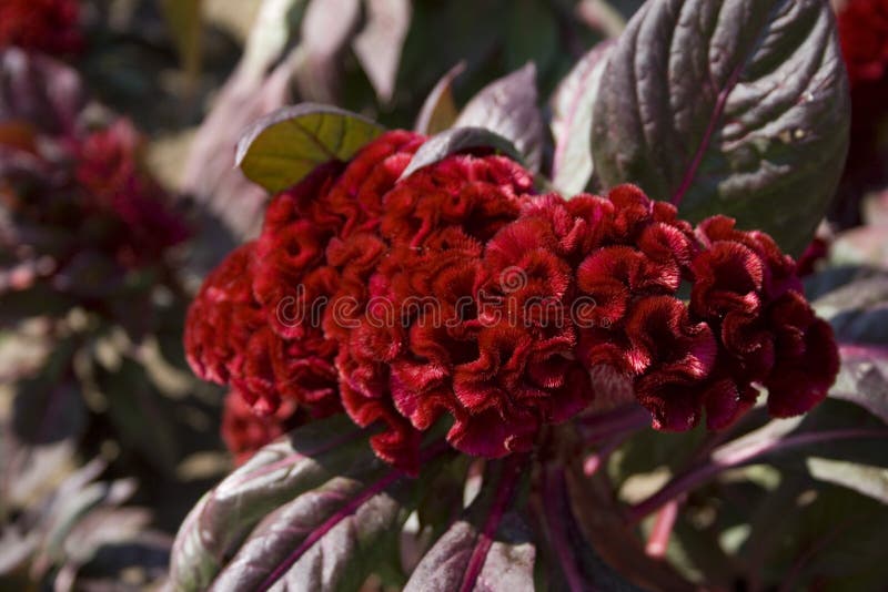Red Cockscomb stock image. Image of pattern, colour, argentea - 56860609