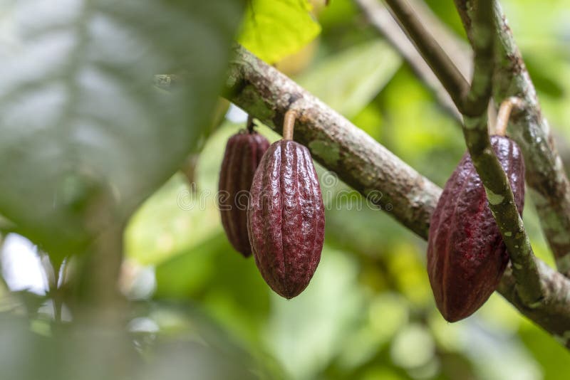 Red Cocoa Bean on the Tree in Indonesia Stock Photo - Image of harvest ...