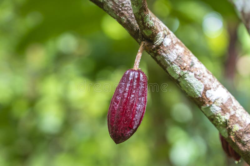 Red Cocoa Bean on the Tree in Indonesia Stock Image - Image of garden ...