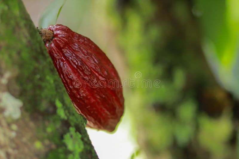 Red Cocoa Fruit, Attached To a Cocoa Stem Covered in Green Moss Stock ...