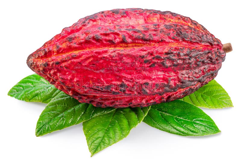 Red Cocoa Fruit or Cocoa Pod Over Green Leaves Isolated on White ...