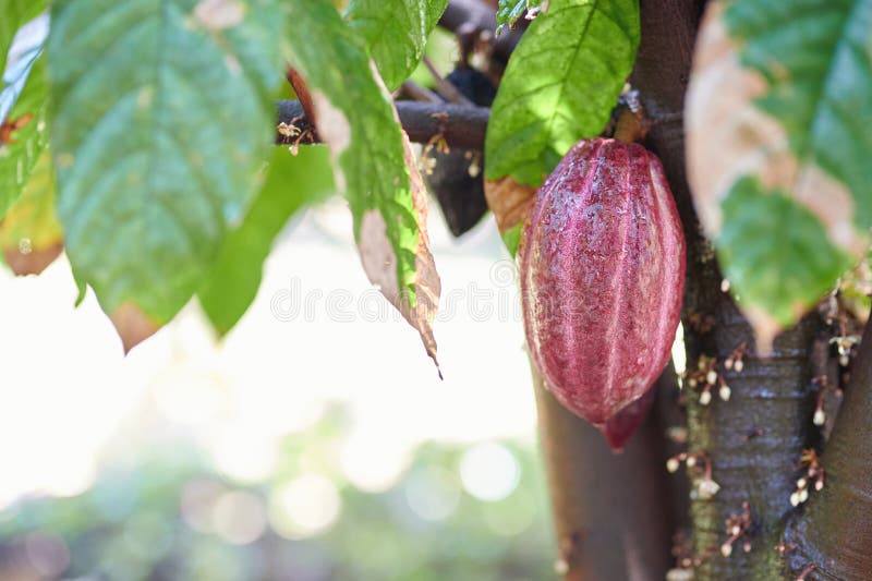 Red cocoa pod stock photo. Image of america, harvest - 168389020