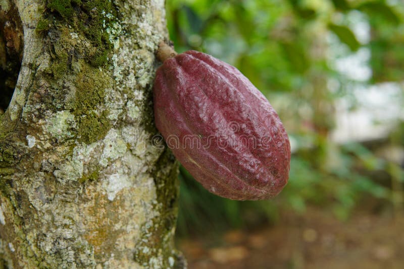 A red cocoa pods stock image. Image of leaf, nature - 224855243