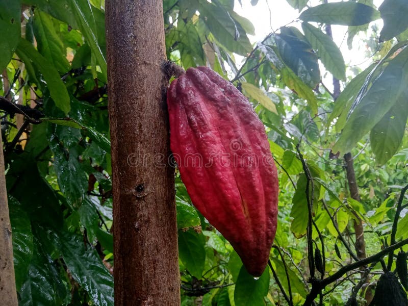 Red cocoa pods stock photo. Image of green, forest, plant - 235919862