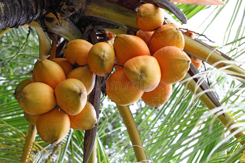Coconut Leaf stock photo. Image of coconut, pattern, plant - 11472800