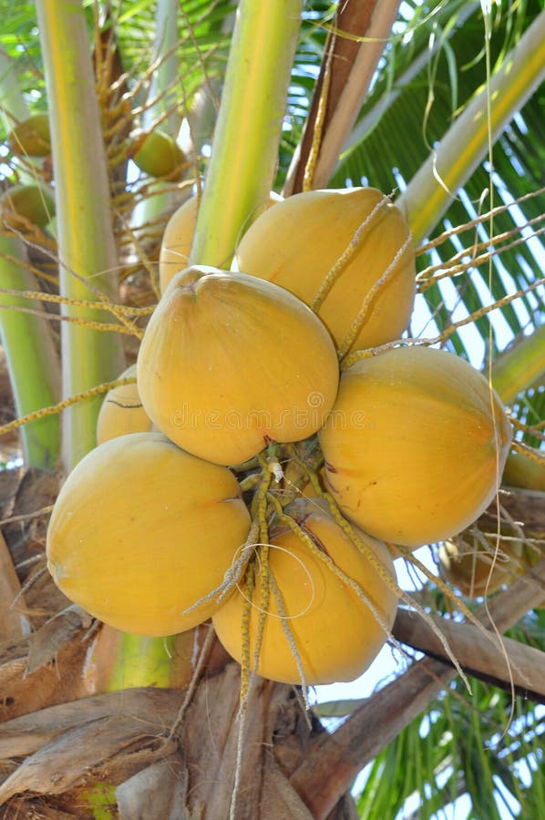 379 Vietnam Coconuts Photos - Free & Royalty-Free Stock Photos from ...