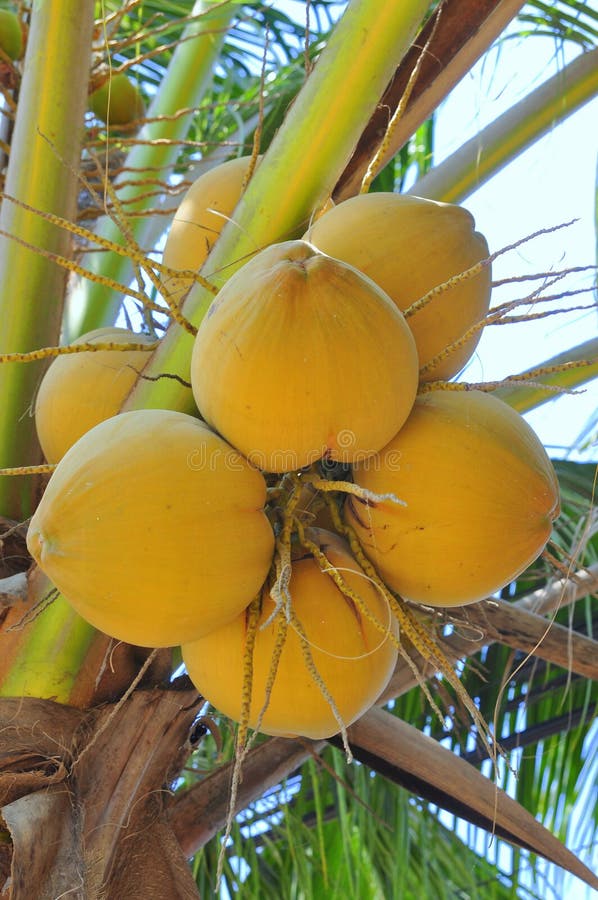 417 Vietnam Coconuts Stock Photos - Free & Royalty-Free Stock Photos ...