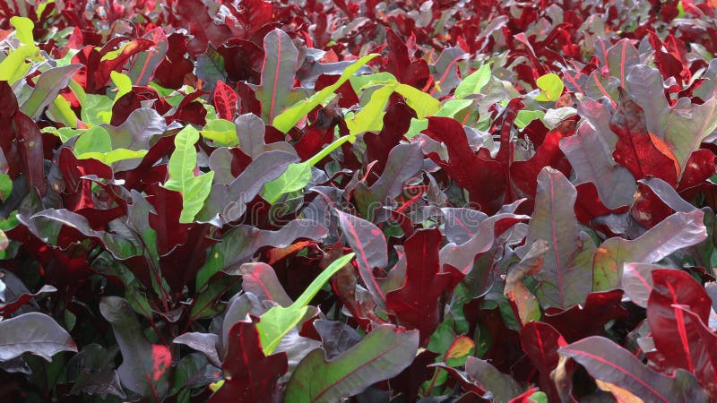 Red Codiaeum Variegatum Leaves Swaying by the Wind in Wild Forest ...