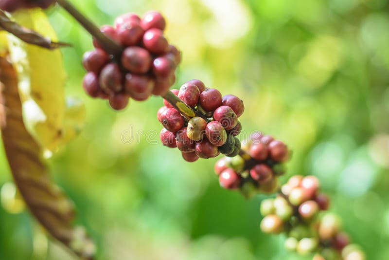 Red Coffee Beans on a Branch of Coffee Tree. Stock Image - Image of ...
