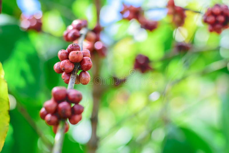 Red Coffee Beans on a Branch of Coffee Tree. Stock Photo - Image of ...
