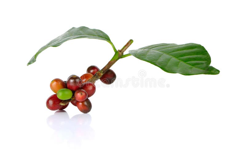Red Coffee Beans on a Branch of Coffee Tree Stock Image - Image of ...