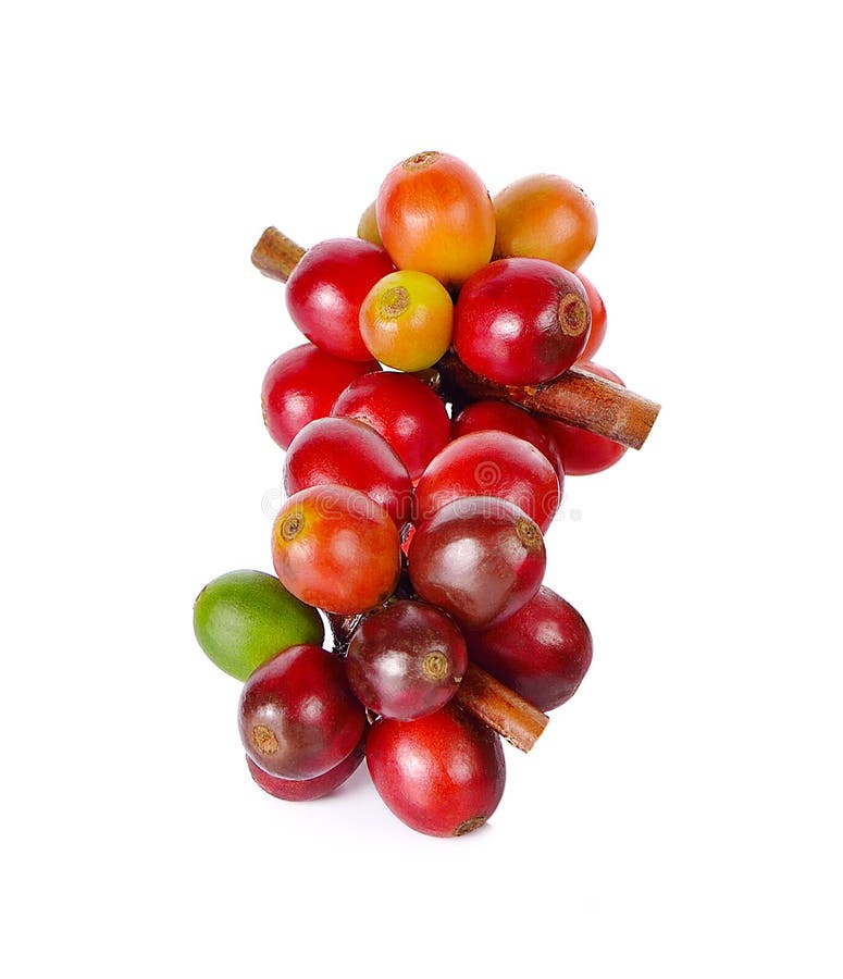 Red Coffee Beans on a Branch of Coffee Tree on White Background Stock ...