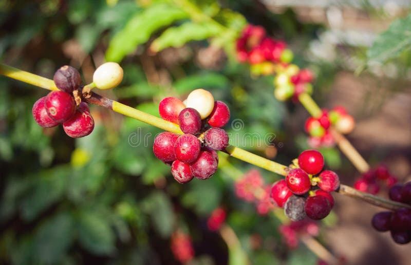 Red Coffee Beans on a Branch of Coffee Tree Stock Photo - Image of ...