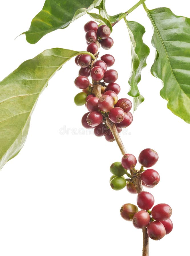 Red Coffee Beans on a Branch of Coffee Tree with Leaves, Isolated on ...