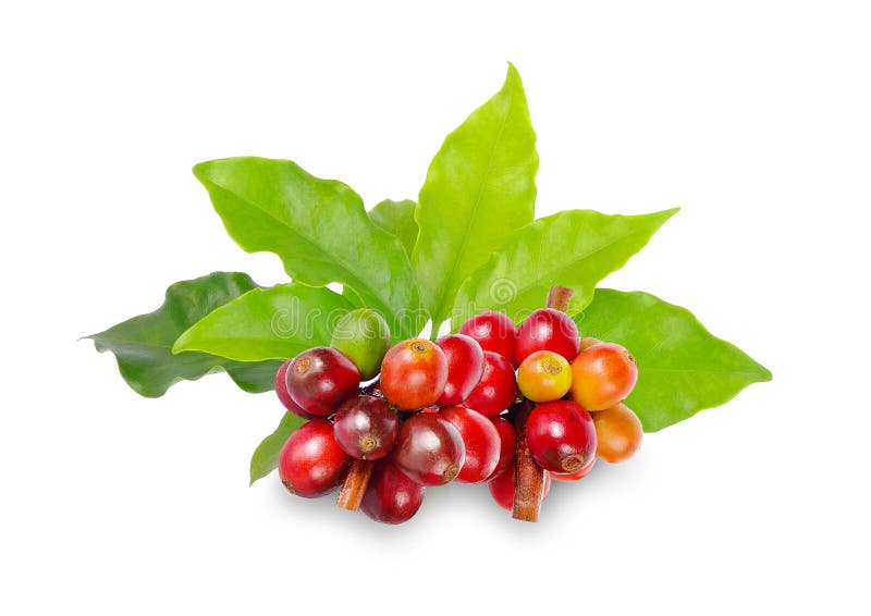 Red Coffee Beans on a Branch of Coffee Tree Stock Image - Image of ...