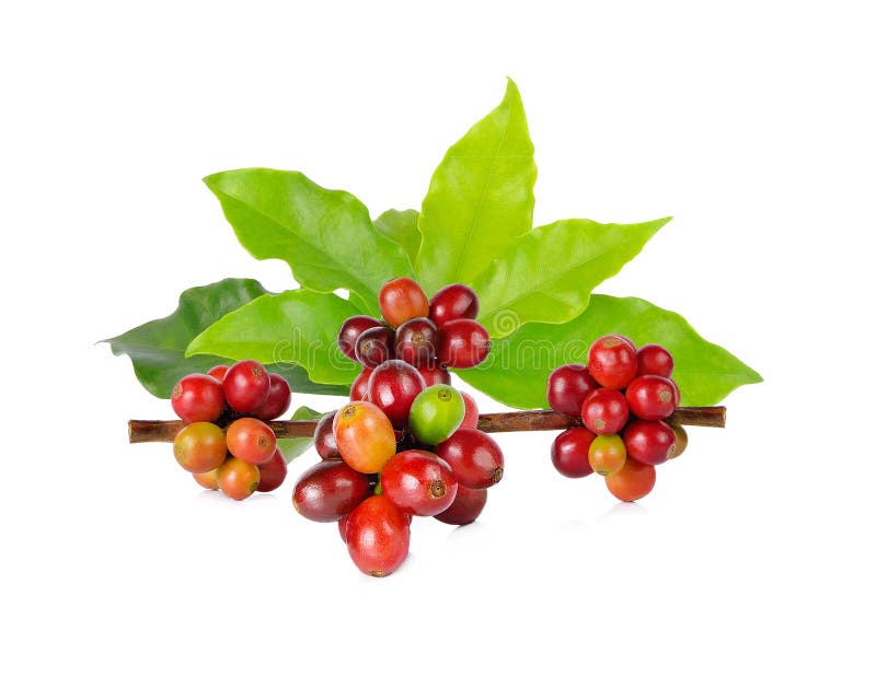 Red Coffee Beans on a Branch of Coffee Tree Stock Image - Image of ...