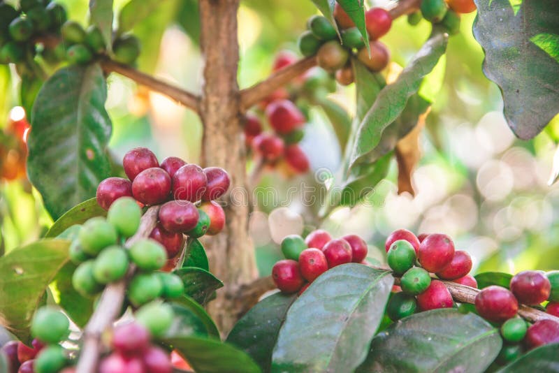 Red Coffee Beans on Tree - Ripe and Mature Coffee Beans in the Harvest ...