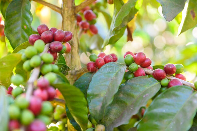 Red Coffee Beans on Tree - Ripe and Mature Coffee Beans in the Harvest ...