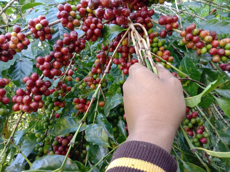 The Red Coffee Fruit is Very Good Stock Photo - Image of autumn ...