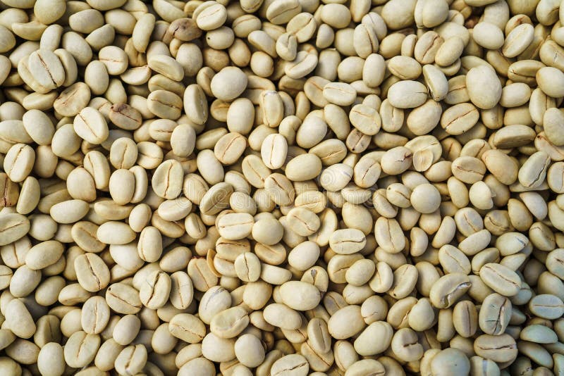 Red Coffee Ripeness Dry Process Coffee Stock Photo - Image of roasted ...