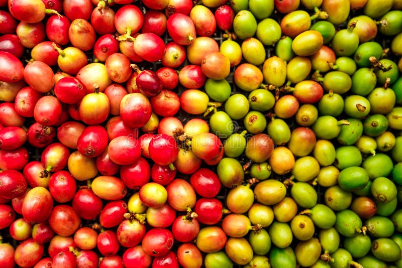 Red Coffee Ripeness Dry Process Coffee Stock Photo - Image of cultivate ...