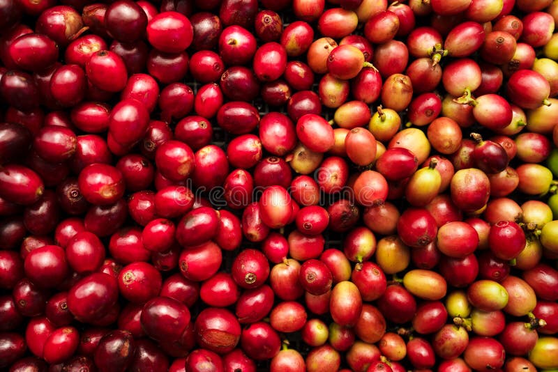 Red Coffee Ripeness Dry Process Coffee Stock Photo - Image of tropical ...