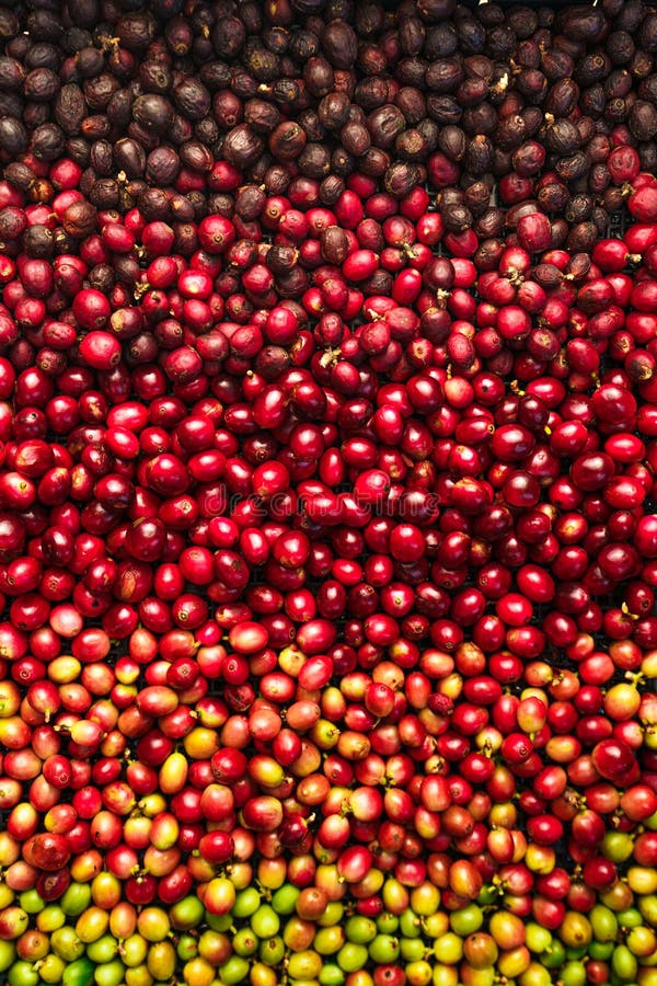 Red Coffee Ripeness Dry Process Coffee Stock Photo - Image of growth ...
