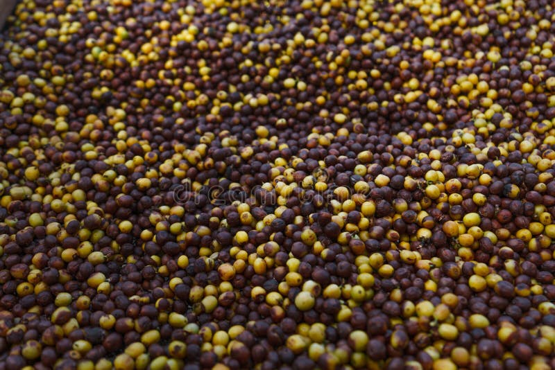 Red Coffee Ripeness Dry Process Coffee Stock Image - Image of roast ...