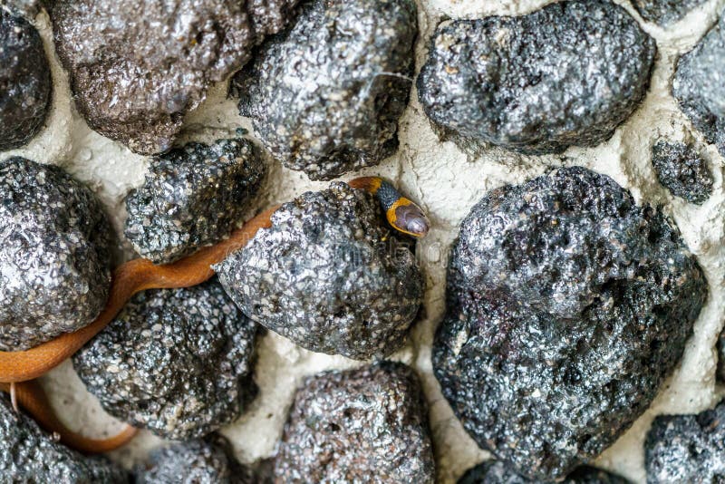 Red Coffee Snake & X28;Ninia Sebae& X29; in Costa Rica Stock Photo ...