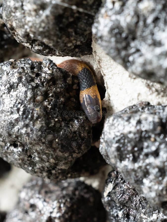Red Coffee Snake & X28;Ninia Sebae& X29; in Costa Rica Stock Image ...