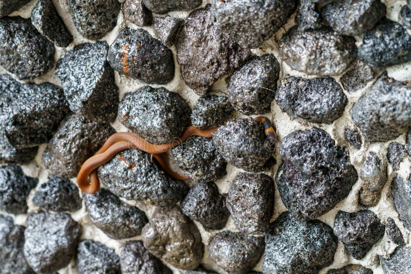 Red Coffee Snake & X28;Ninia Sebae& X29; in Costa Rica Stock Image ...