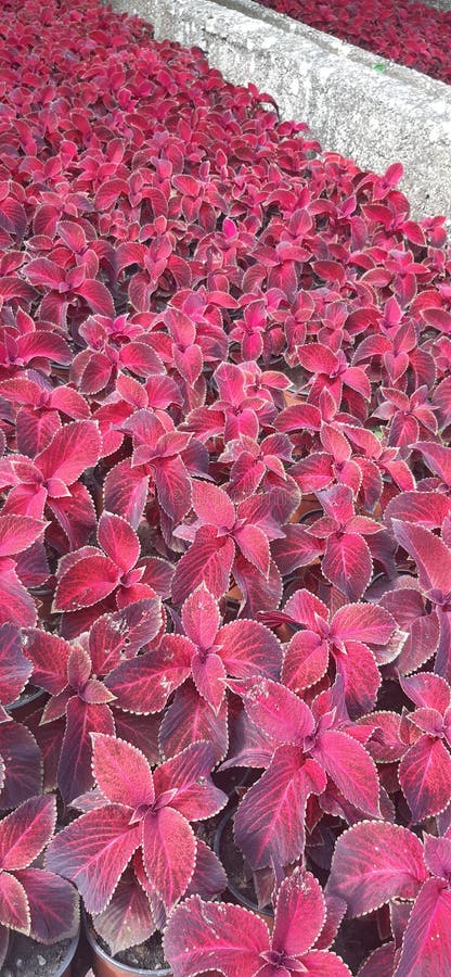 Red coleus leaves stock photo. Image of pattern, shrub - 268451832