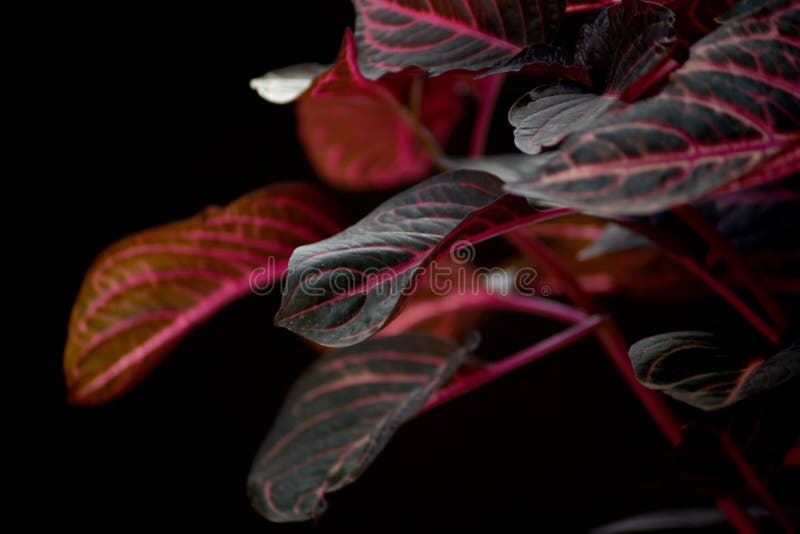 Red coleus in low key stock photo. Image of corn, texture - 121491730