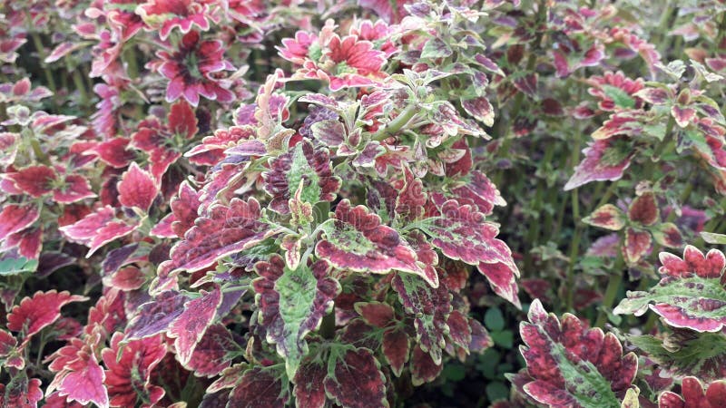 Red Coleus Plant in the Garden Stock Photo - Image of food, flower ...