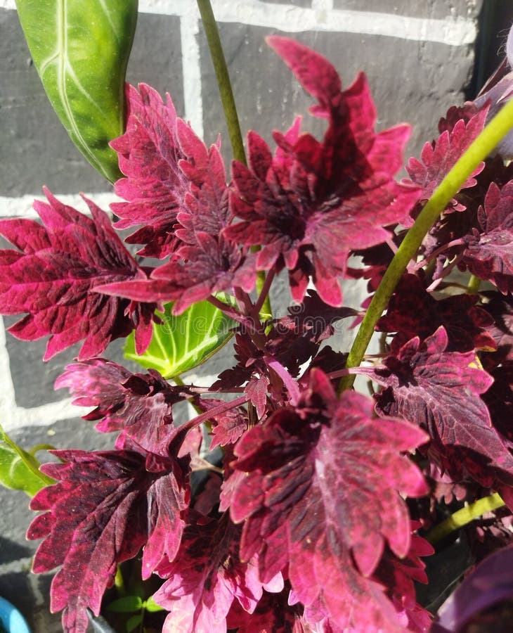 Red Coleus in a Pot in Front of the House? Stock Photo - Image of house ...