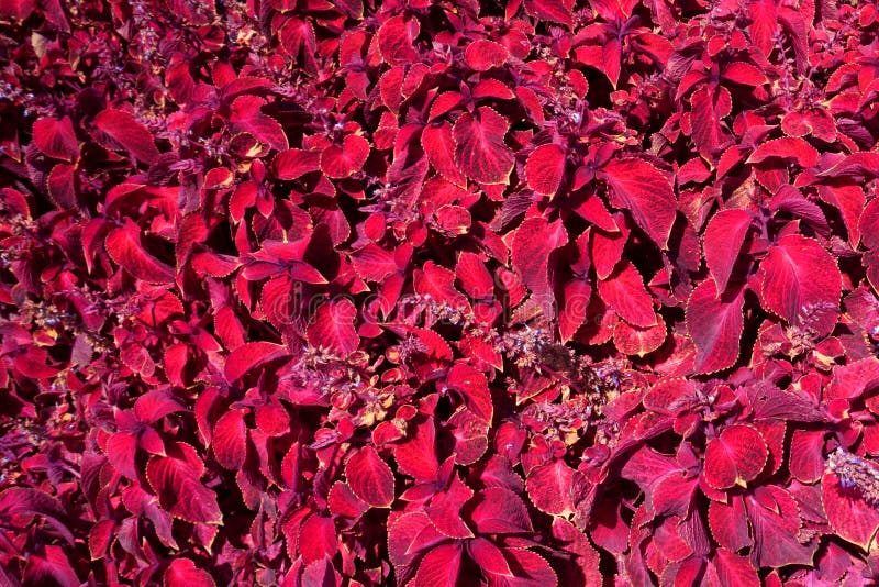 Red Coleus, Purple Coleus Garden Design Stock Image - Image of botany ...