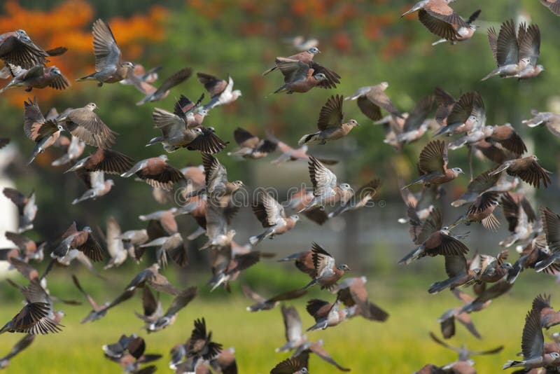 177 Collared Dove Flying Stock Photos - Free & Royalty-Free Stock ...