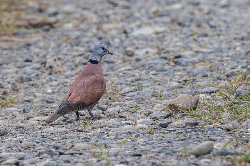 Red-collared Dove Standing on Ground Stock Image - Image of ...