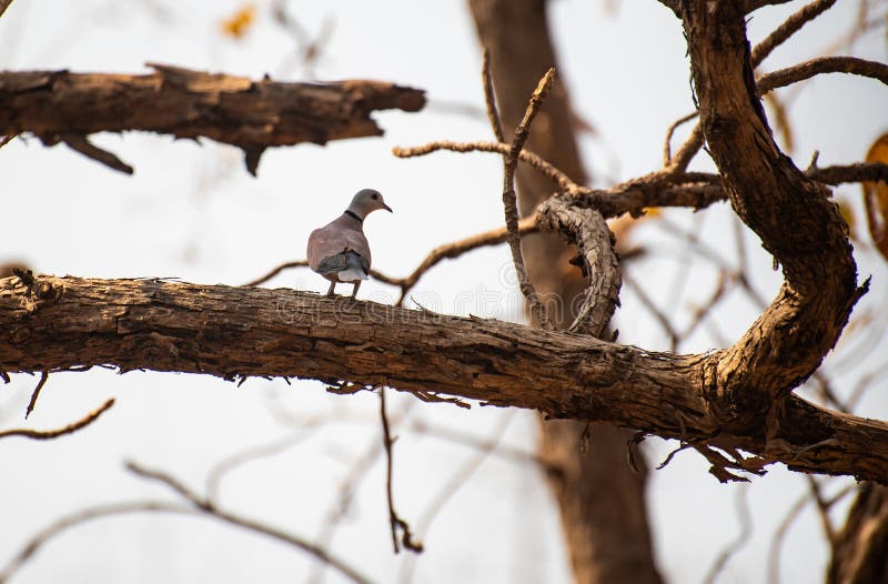 Red Collared Dove or Red Turtle Dove Streptopelia Tranquebarica ...